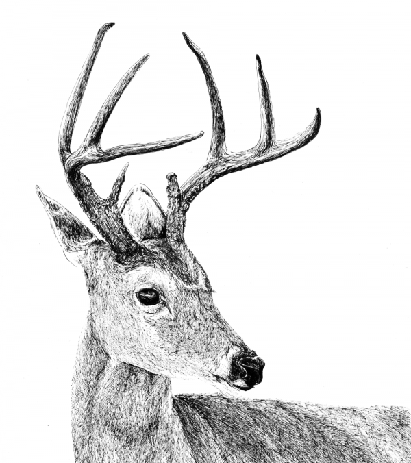 Netch - Custom detailed animal pen art drawings by Nicoll van der Nest